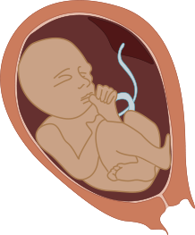 Preterm Birth | Neonatologist Cape Town
